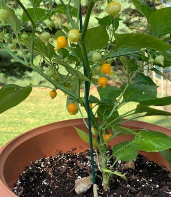 Pickled Sweety Drop Peppers – SoupAddict