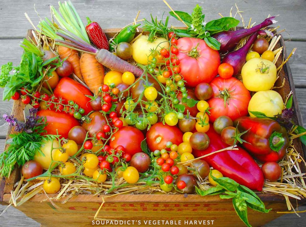 Are You Ready to Go Vegetarian? – Tips for Going Vegetarian – SoupAddict